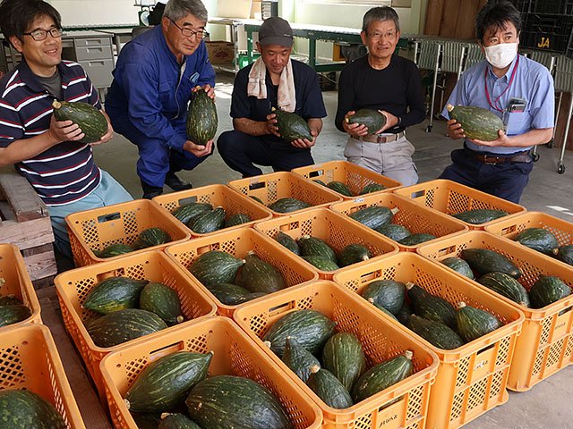 特産カボチャ「五箇山ぼべら」あま～い JAなんと平集荷場で選別作業、4日から出荷｜北日本新聞webunプラス