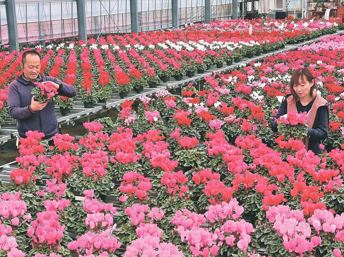 立冬、赤く染まる 砺波でシクラメン出荷｜北日本新聞webunプラス