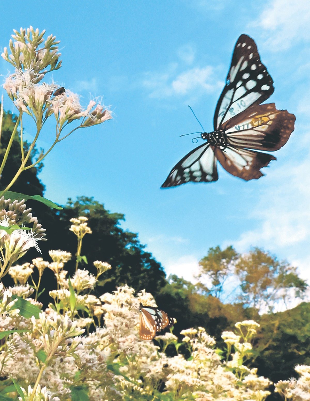 「渡りチョウ」ひらり 朝日・蛭谷にアサギマダラ飛来｜北日本新聞webunプラス