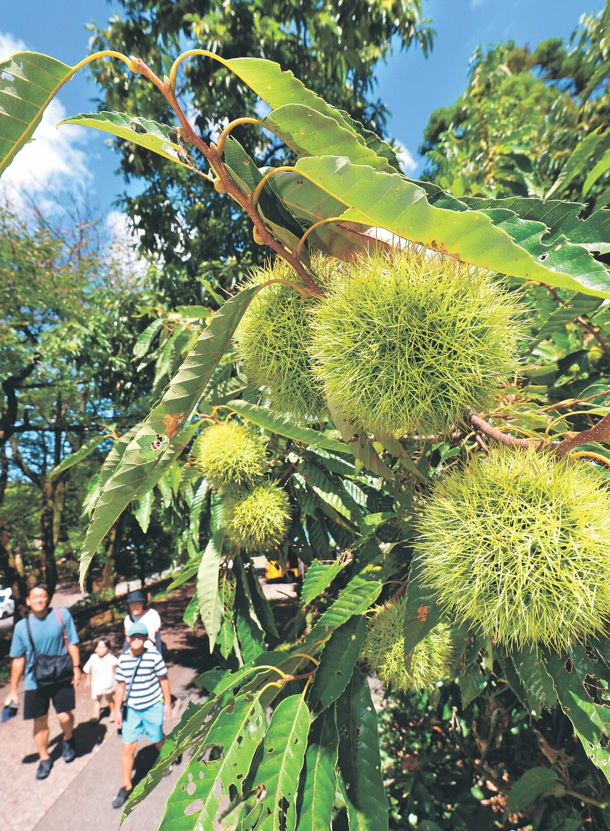 近づく秋 7日「白露」｜北日本新聞webunプラス