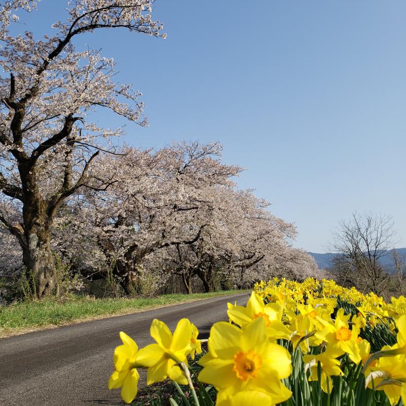 塩の千本桜の散歩道とBBQ コノコト｜北日本新聞webunプラス