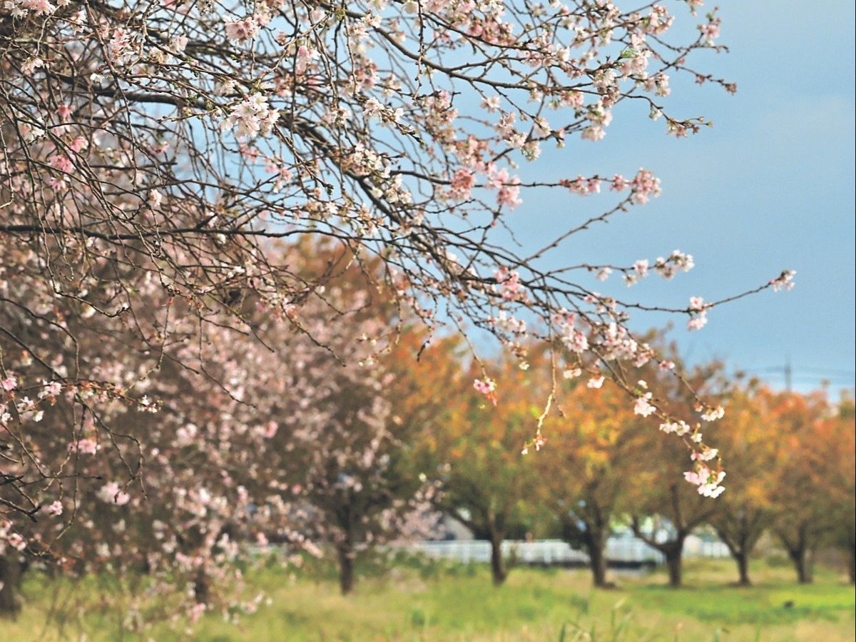 寒空高く花見日和 立山町で十月桜と紅葉競演｜北日本新聞webunプラス