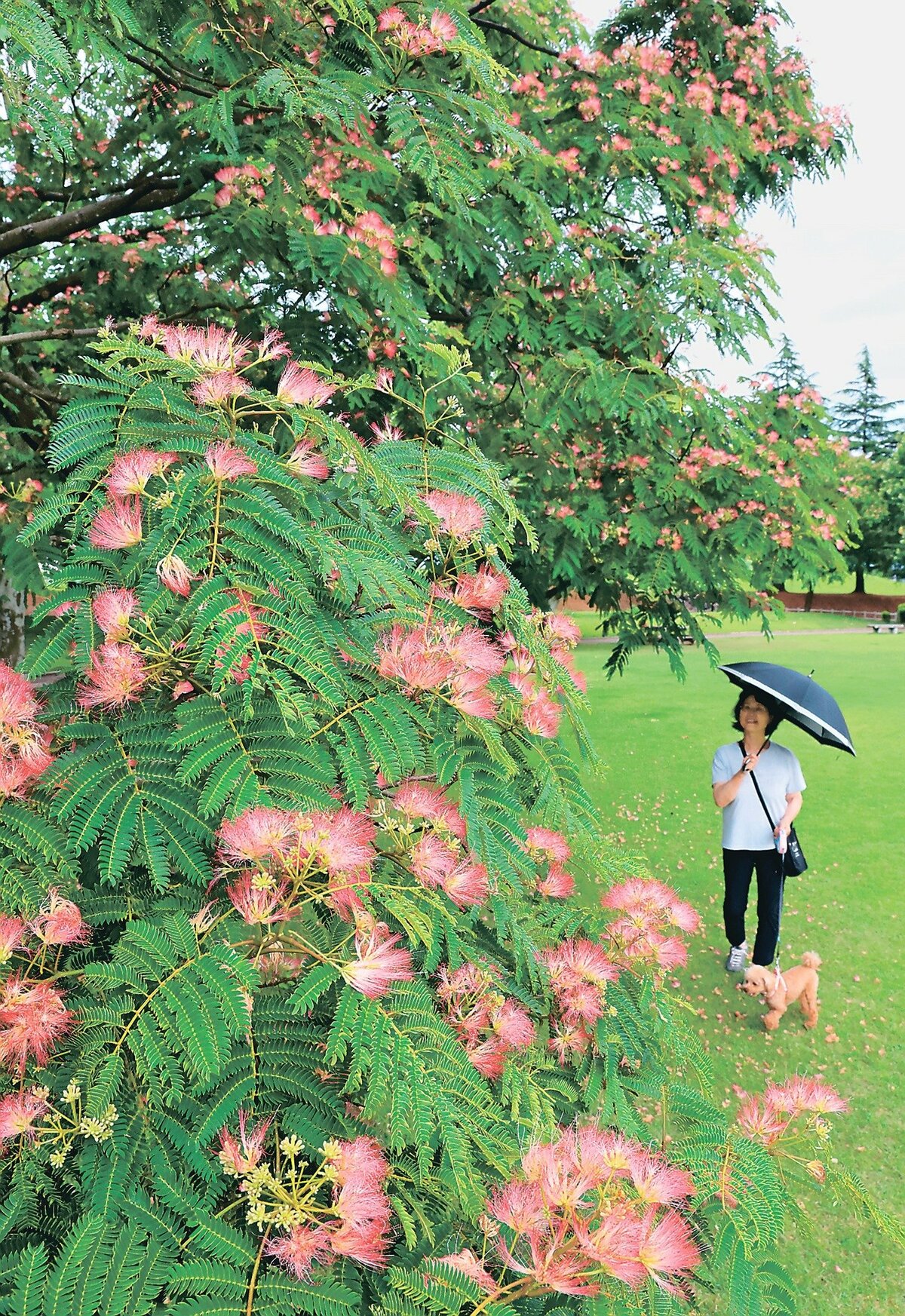 ネムノキ ふわふわ 富山・岩瀬｜北日本新聞webunプラス