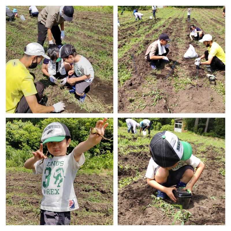 らっきょう体験掘りフェア コノコト｜北日本新聞webunプラス