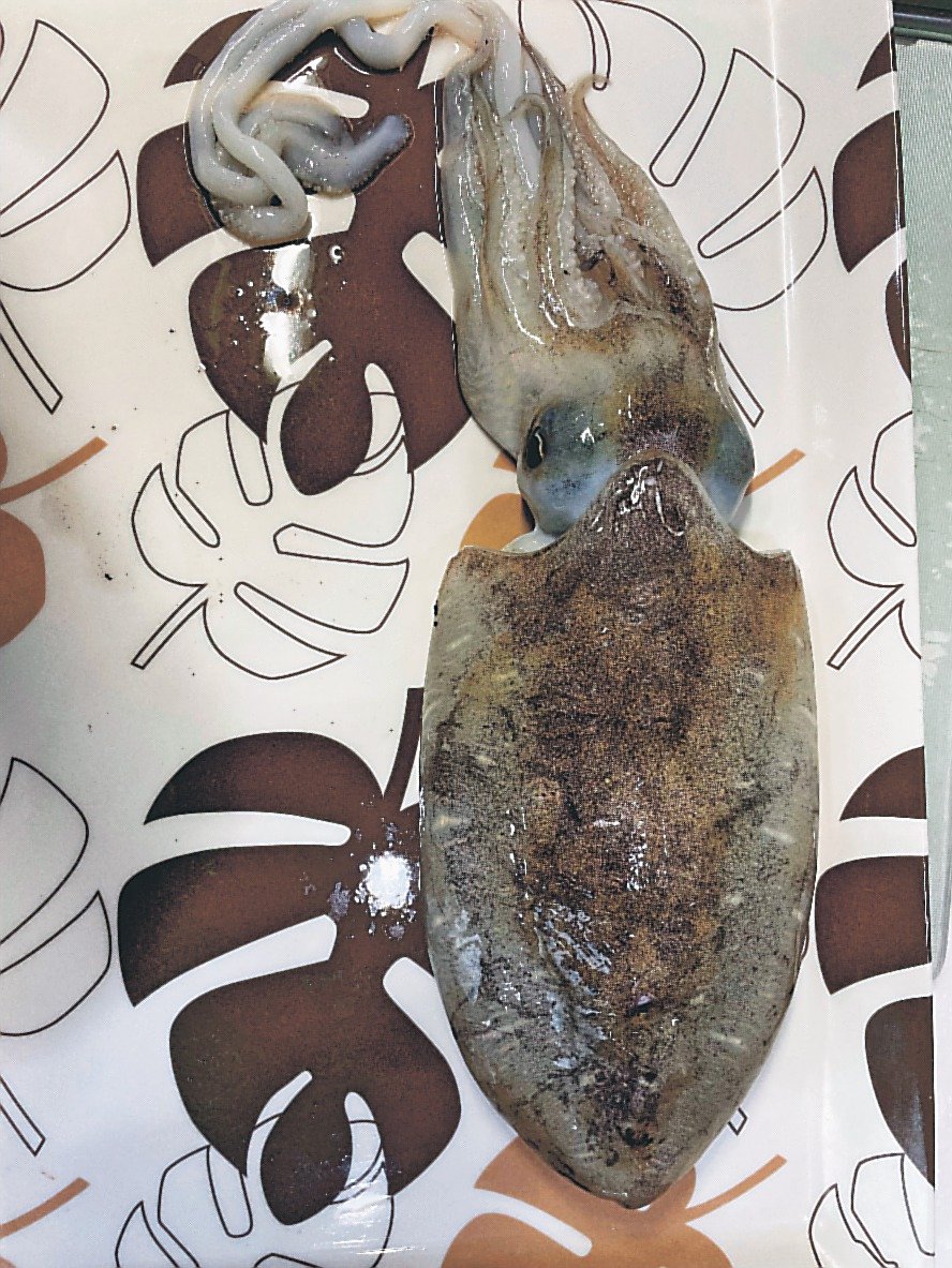 釣果はいけんコウイカ体長22センチ 関一龍（いちる）さん（12）砺波市鷹栖｜北日本新聞webunプラス