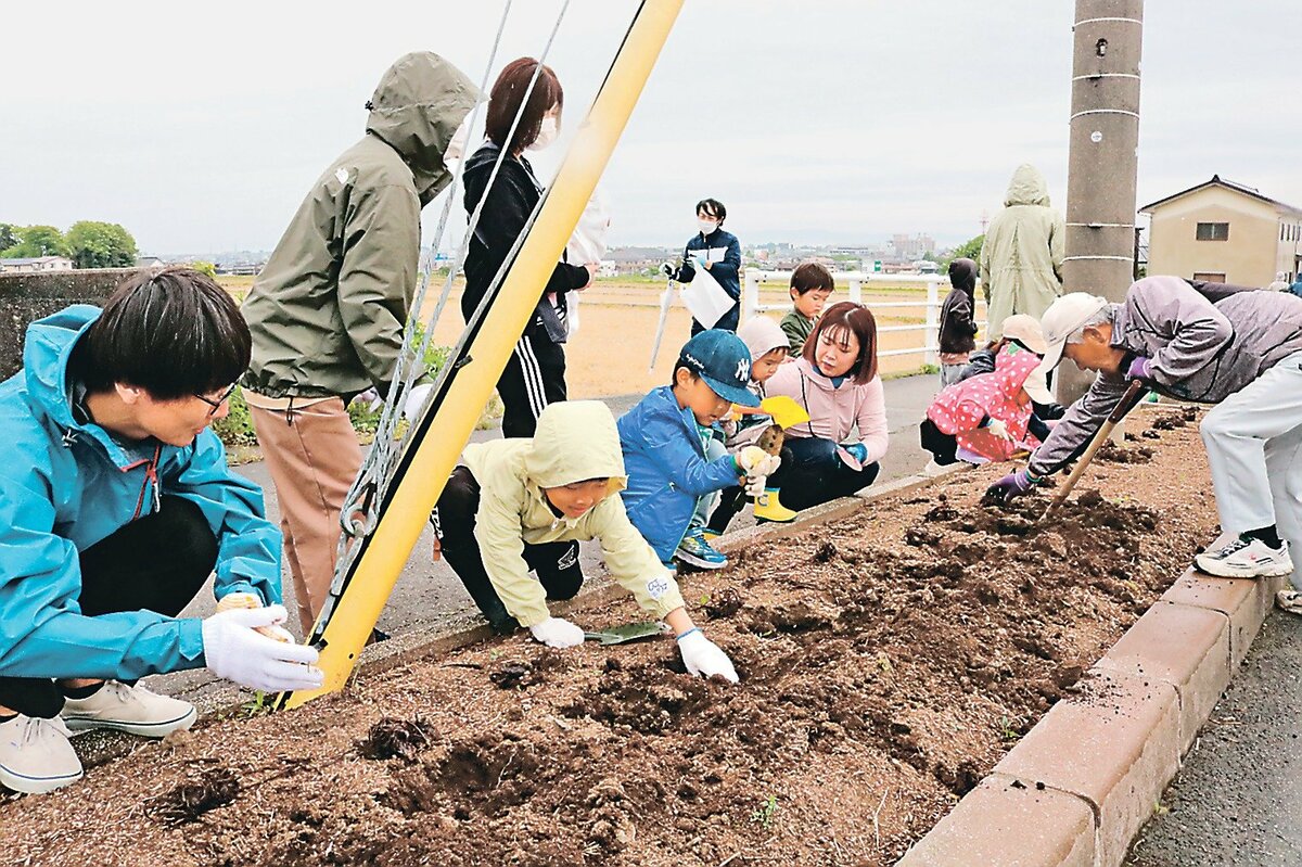 カンナ、今年もきれいに 黒部・前沢地区、住民ら球根植える｜北日本新聞webunプラス