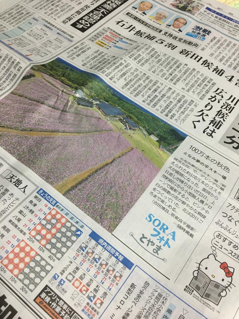 100万本の秋色🌸 コノコト｜北日本新聞webunプラス