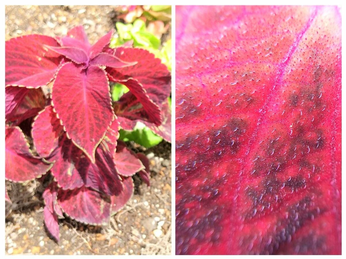 100均のマクロレンズがおもしろい コノコト｜北日本新聞webunプラス