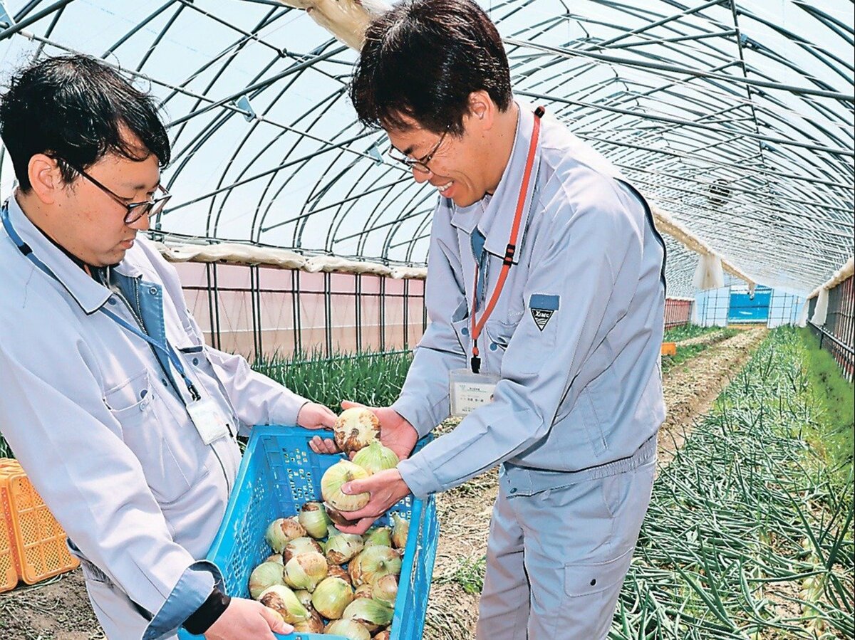 春も地元タマネギ食べて JAとなみ野・給食用にハウス栽培｜北日本新聞webunプラス
