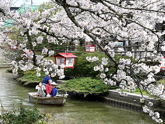 船から花びら舞う桜満喫 氷見の湊川、13日まで天馬船運航｜北日本新聞webunプラス