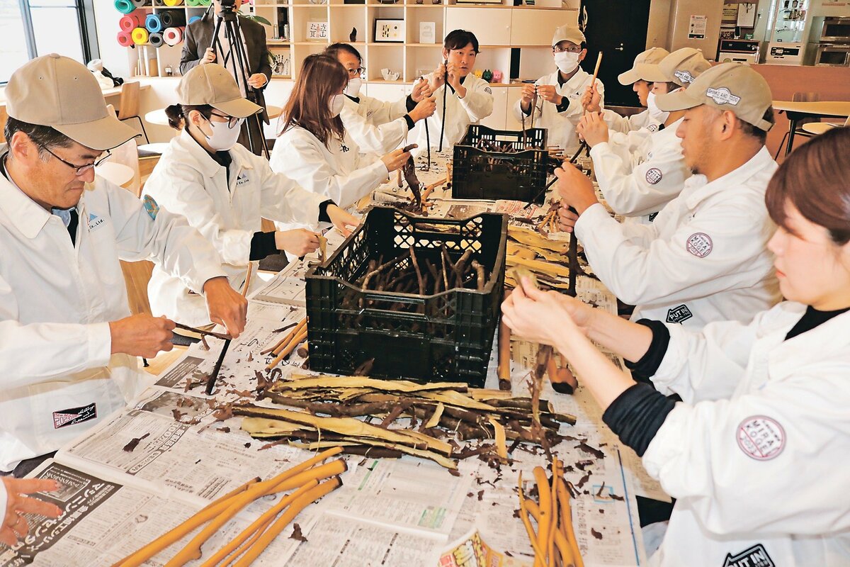 作品制作へコウゾ皮むき 富山のシンコーみらい工芸部が万博会場で植樹・育成｜北日本新聞webunプラス