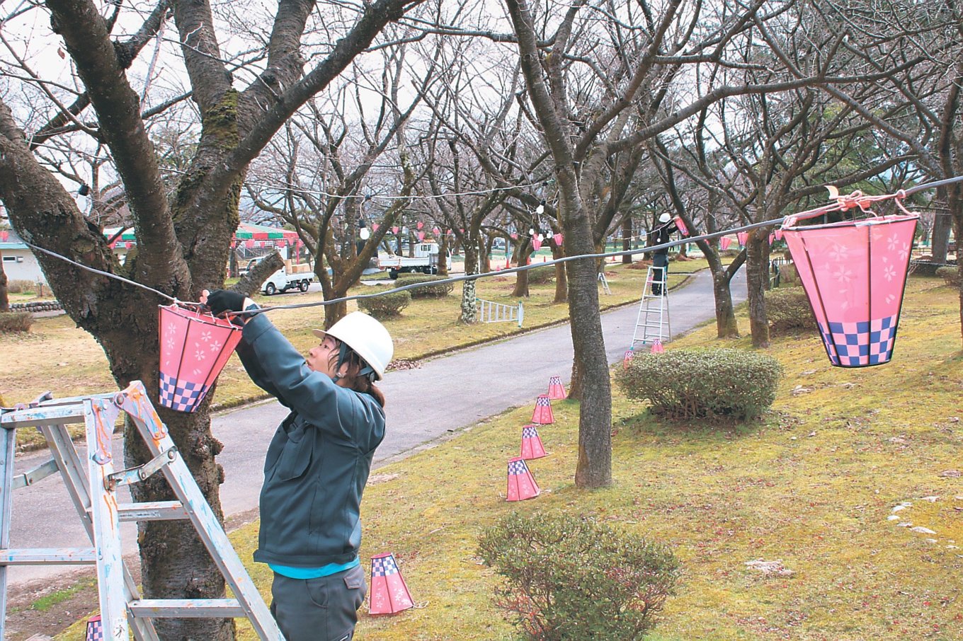 夜のお花見、準備着々 魚津・みらパーク、ぼんぼり300個設置｜北日本新聞webunプラス