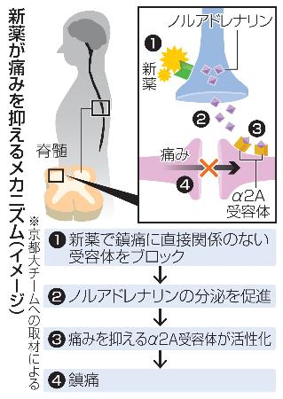 依存性ない新たな鎮痛薬｜北日本新聞webunプラス