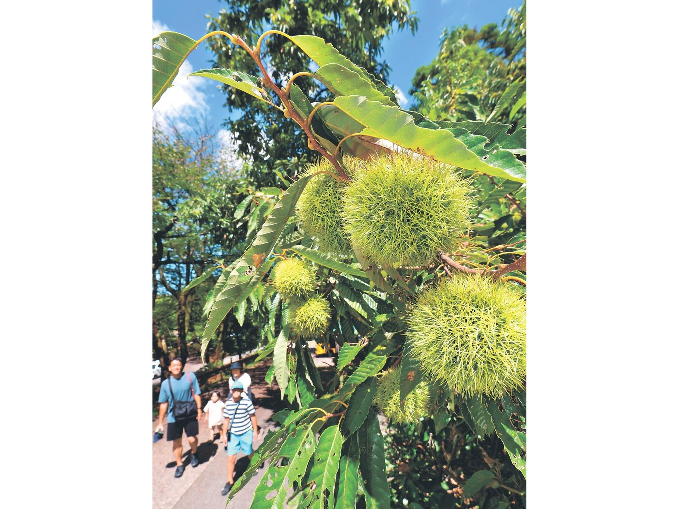 近づく秋 7日「白露」｜北日本新聞webunプラス