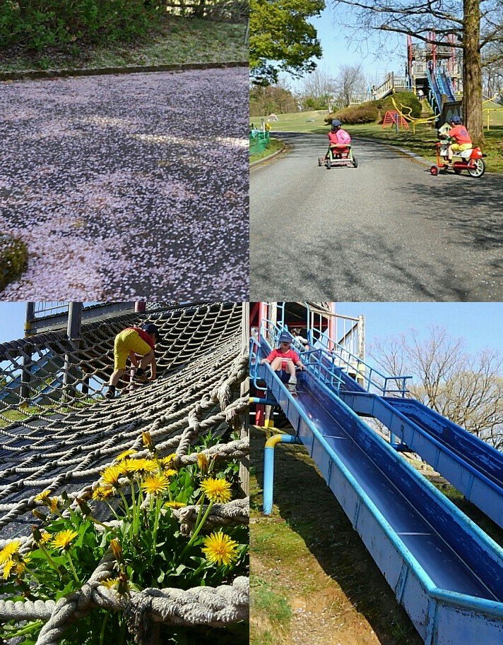 春がきた コノコト｜北日本新聞webunプラス