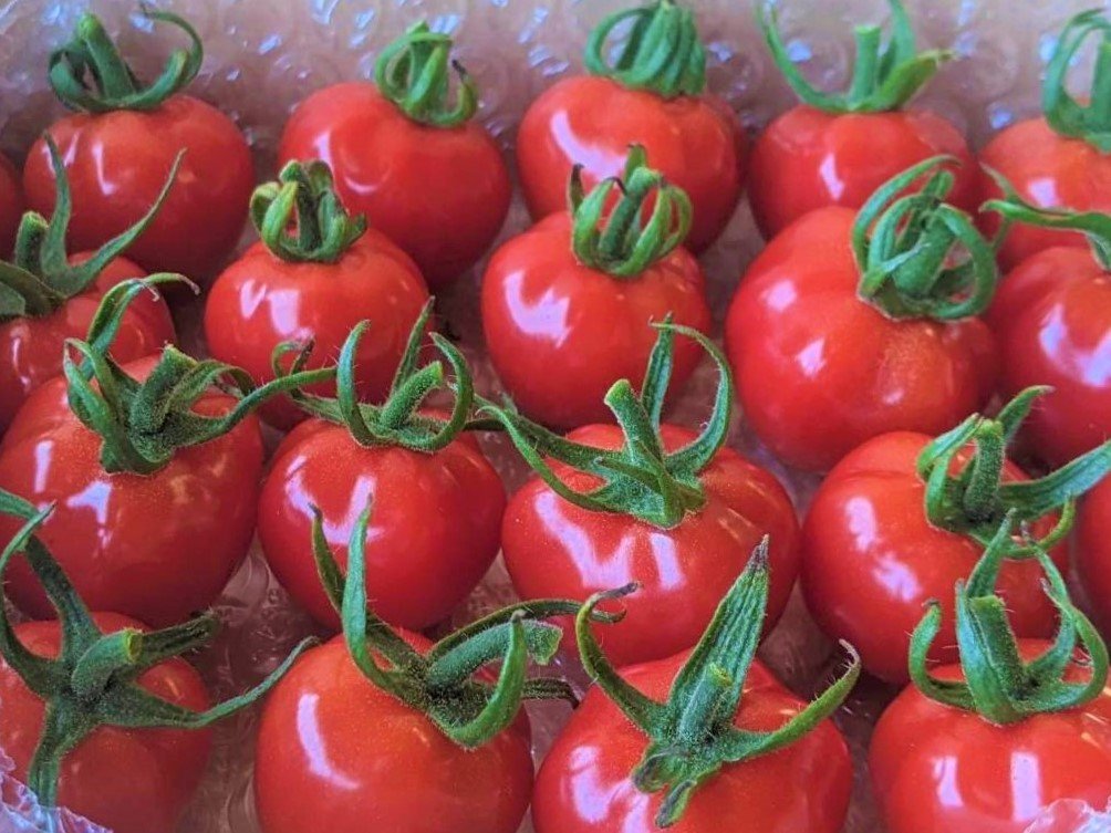 トマト嫌いが作る甘いミニトマト 若手農家3人組、ファン増へSNSで発信｜北日本新聞webunプラス