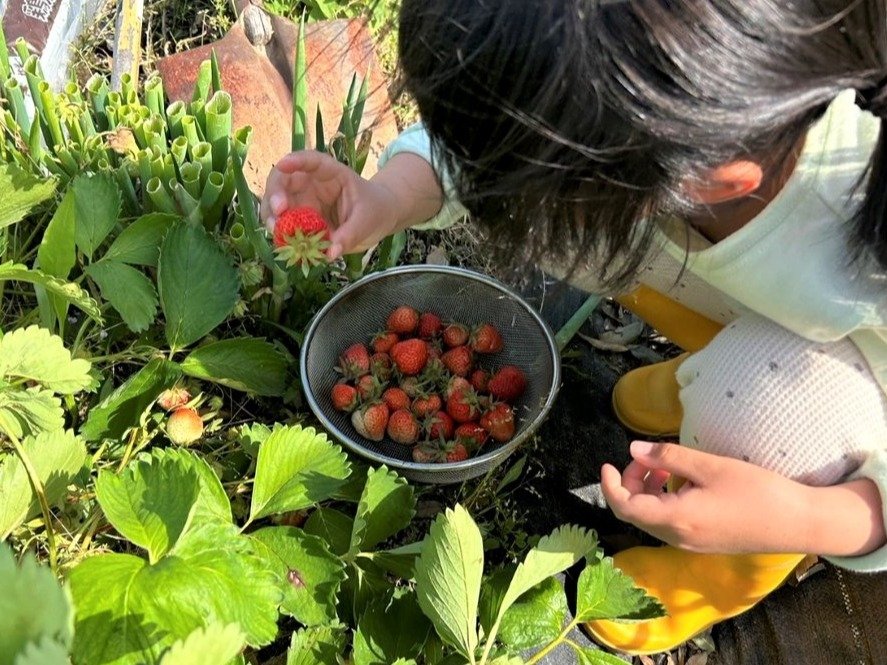 お薦め苗「越後姫」でイチゴジャム作り コノコト｜北日本新聞webunプラス