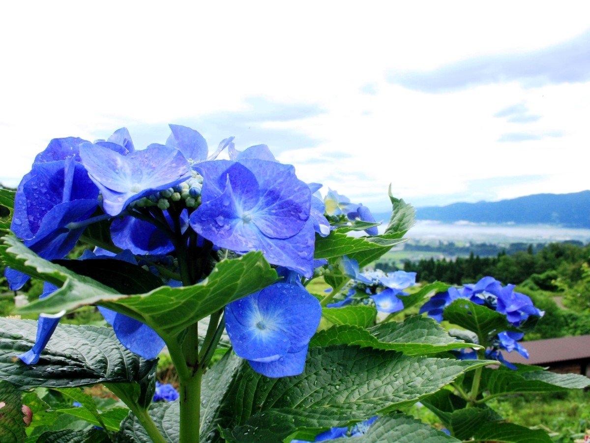 IOX-AROSA あじさいマルシェ｜北日本新聞webunプラス