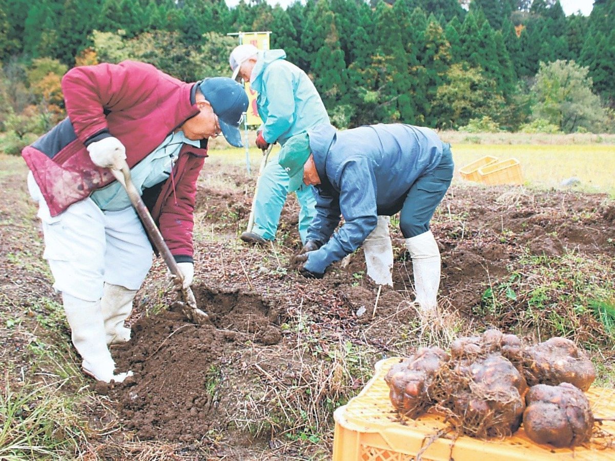特産丸いも大きく 道の駅KOKOくろべ22日から販売｜北日本新聞webunプラス