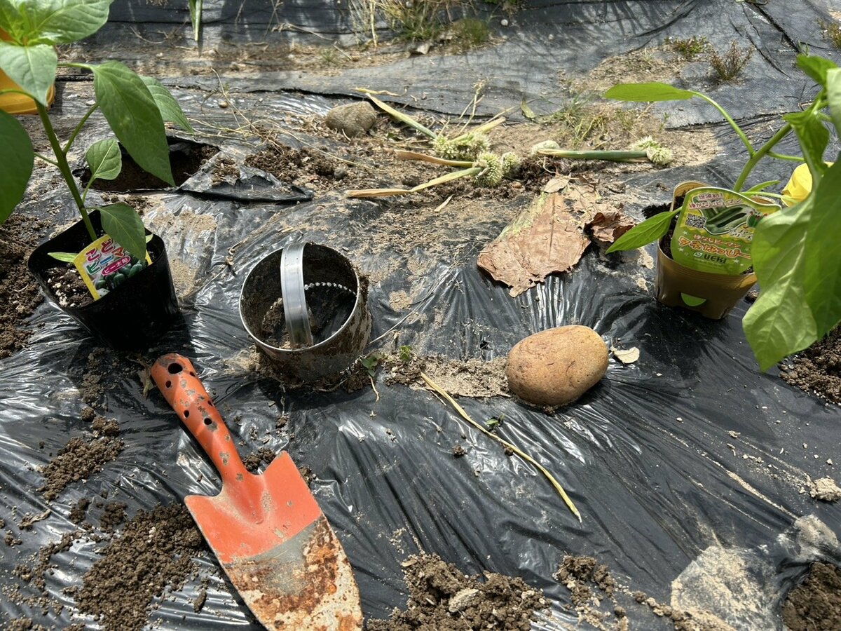 市民農園を借りて野菜作ろう！ コノコト｜北日本新聞webunプラス