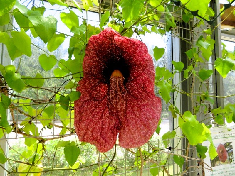 珍奇な植物展｜北日本新聞webunプラス