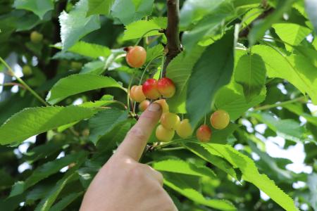 記録的不作のサクランボ、王国山形は日本一を守れるのか｜北日本新聞webunプラス