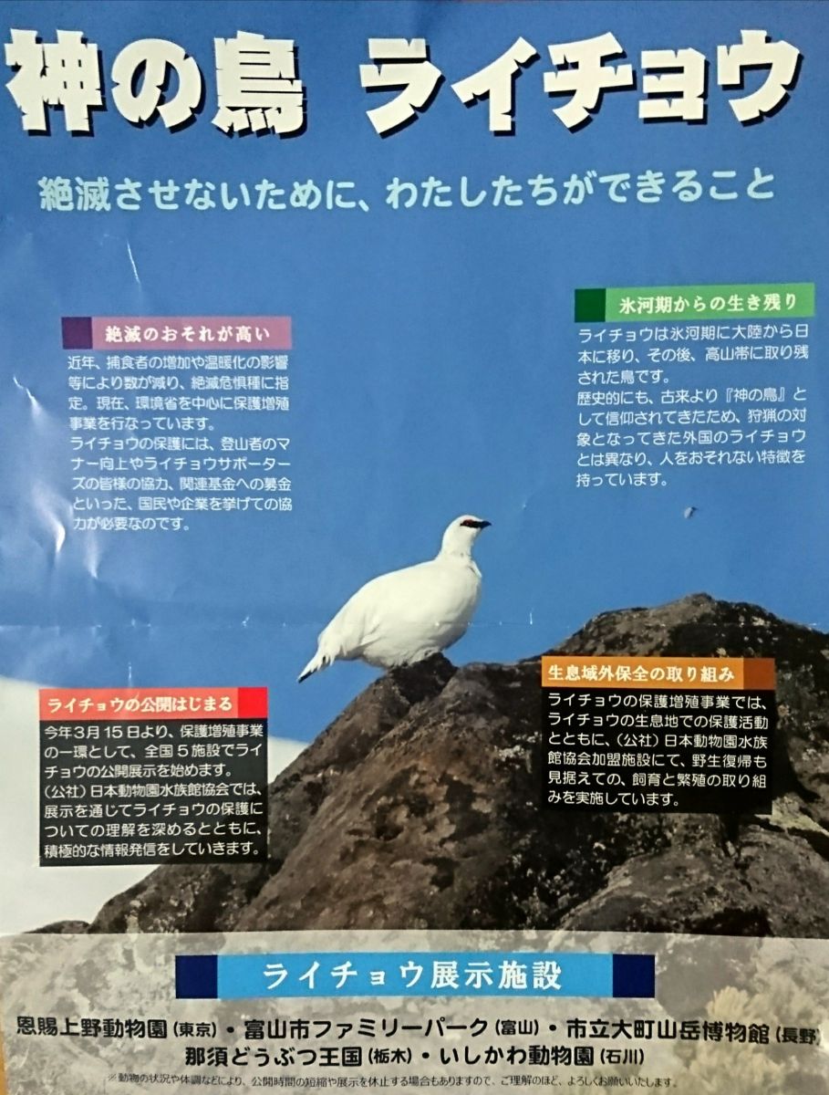 ライチョウの公開展示 コノコト｜北日本新聞webunプラス