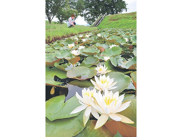 水面に彩り 富山・安田城跡でスイレン見頃｜北日本新聞webunプラス