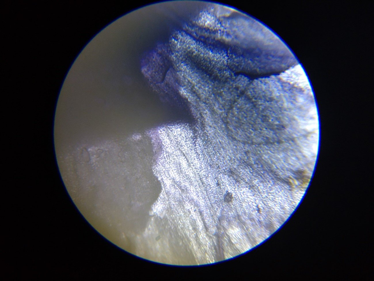 おうちでサイエンス①花びらのミクロの世界 コノコト｜北日本新聞webunプラス