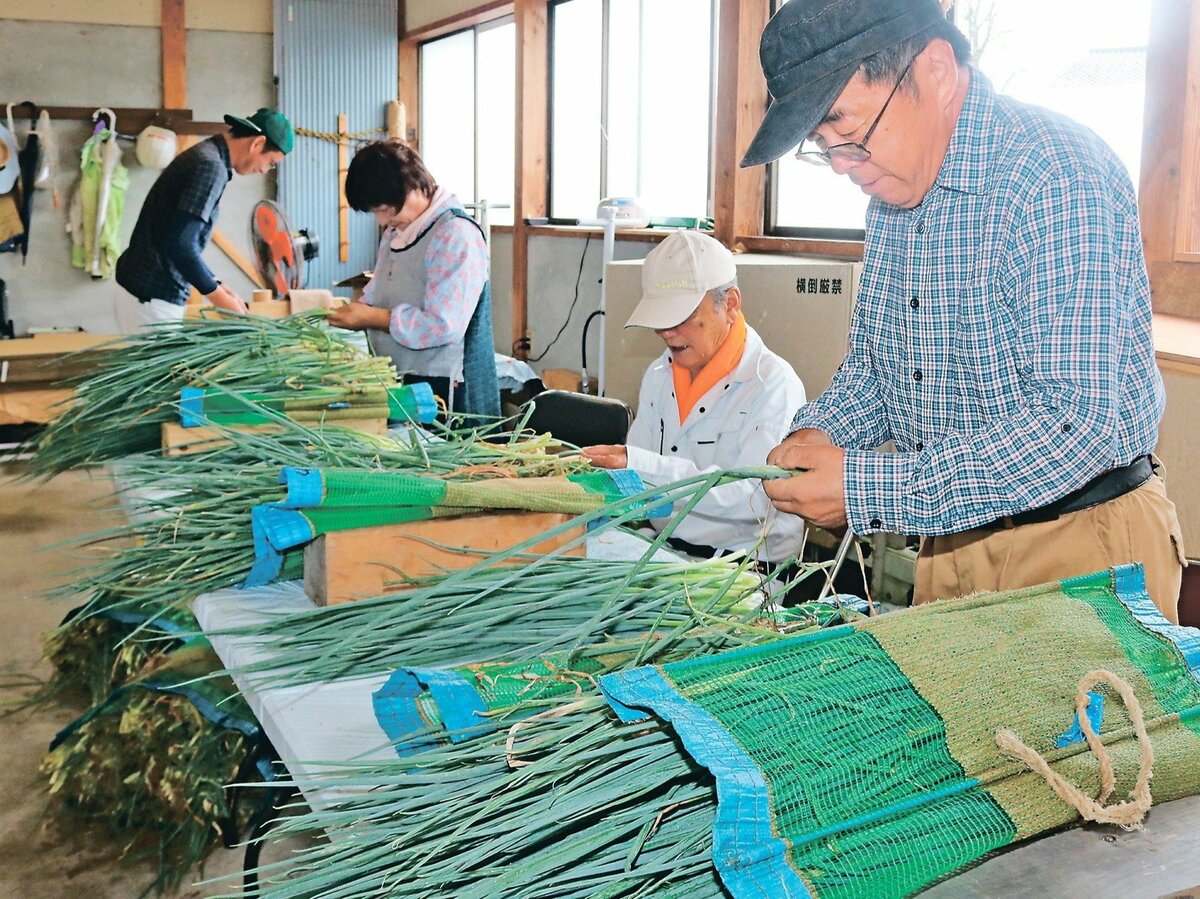 目指せ葉ネギの特産化、出荷23年の倍増見込む JAいなば、小矢部と高岡・福岡地域で本格栽培｜北日本新聞webunプラス
