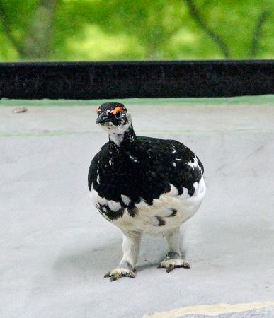 ライチョウ1羽死ぬ｜北日本新聞webunプラス