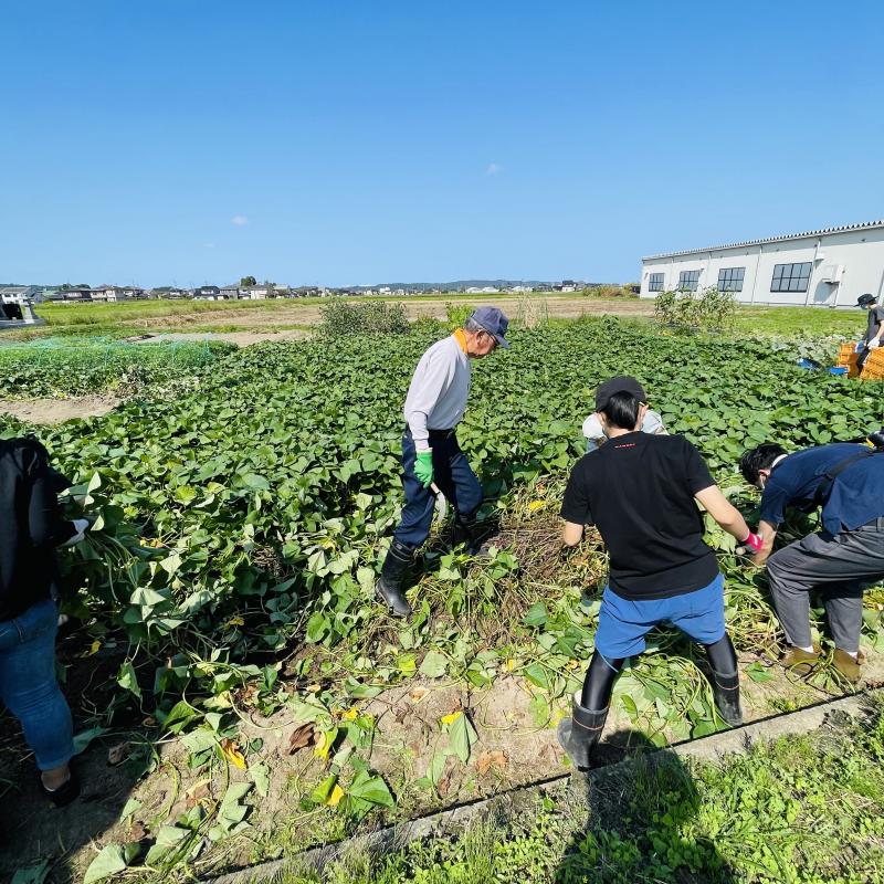 放課後学童しばぞのキッズ【秋のさつまいも掘り】 コノコト｜北日本新聞webunプラス