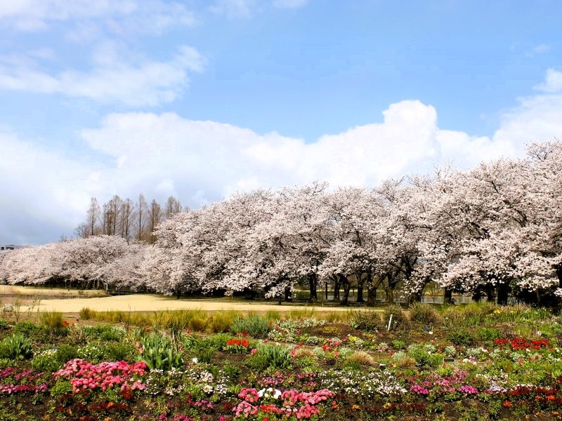 特別開園 さくらまつり｜北日本新聞webunプラス