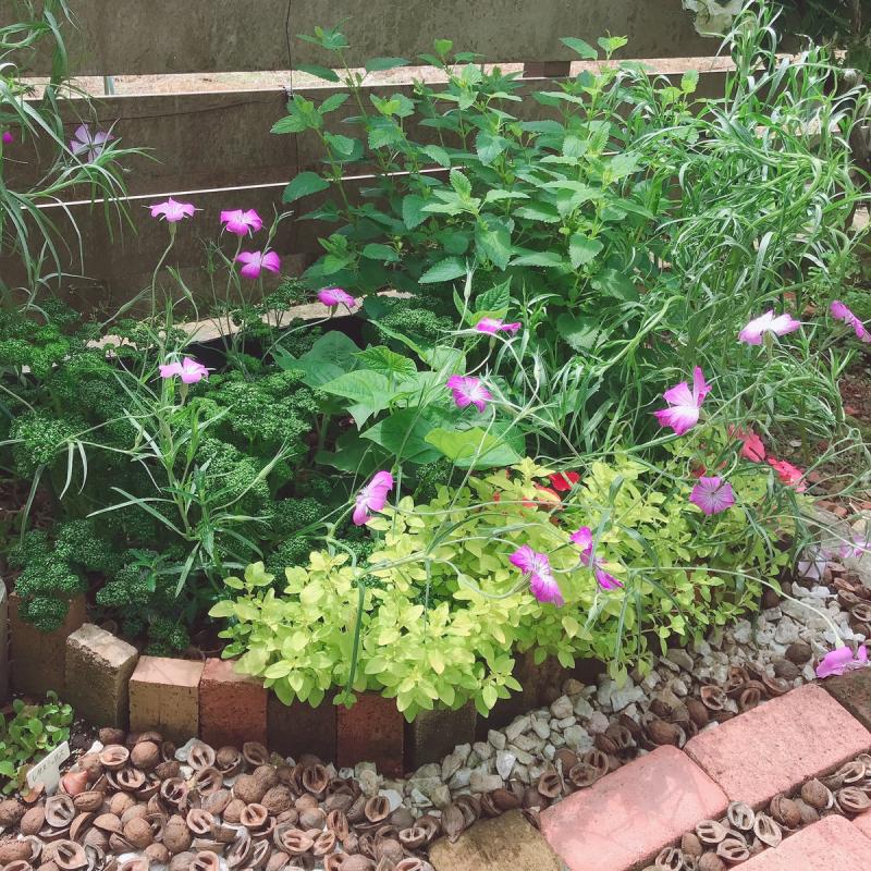 ③パセリを収穫！ おしゃれなアレンジバターに【富山でつくる！ポタジェガーデン】 コノコト｜北日本新聞webunプラス