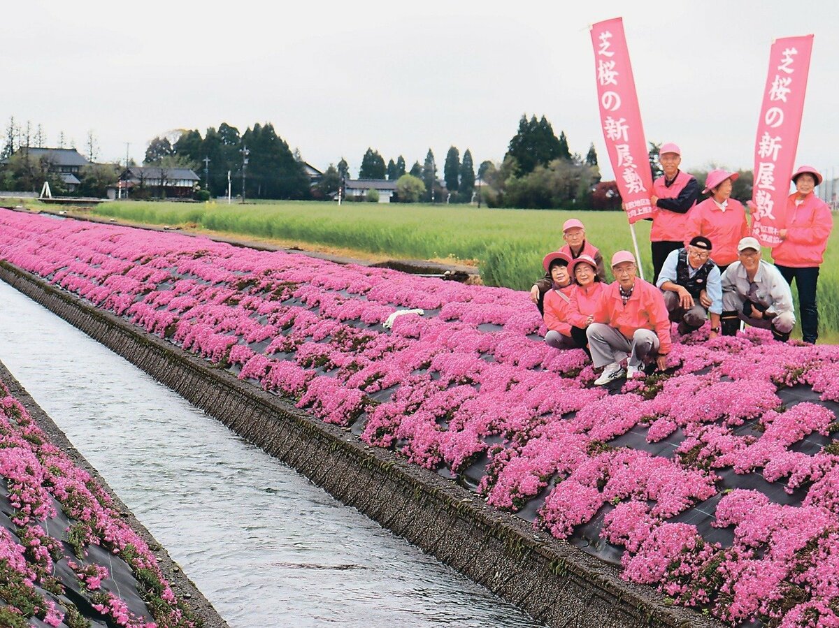 砺波・新屋敷の芝桜まつり、25年の開催で幕 住民が高齢化、花の管理作業に不安｜北日本新聞webunプラス