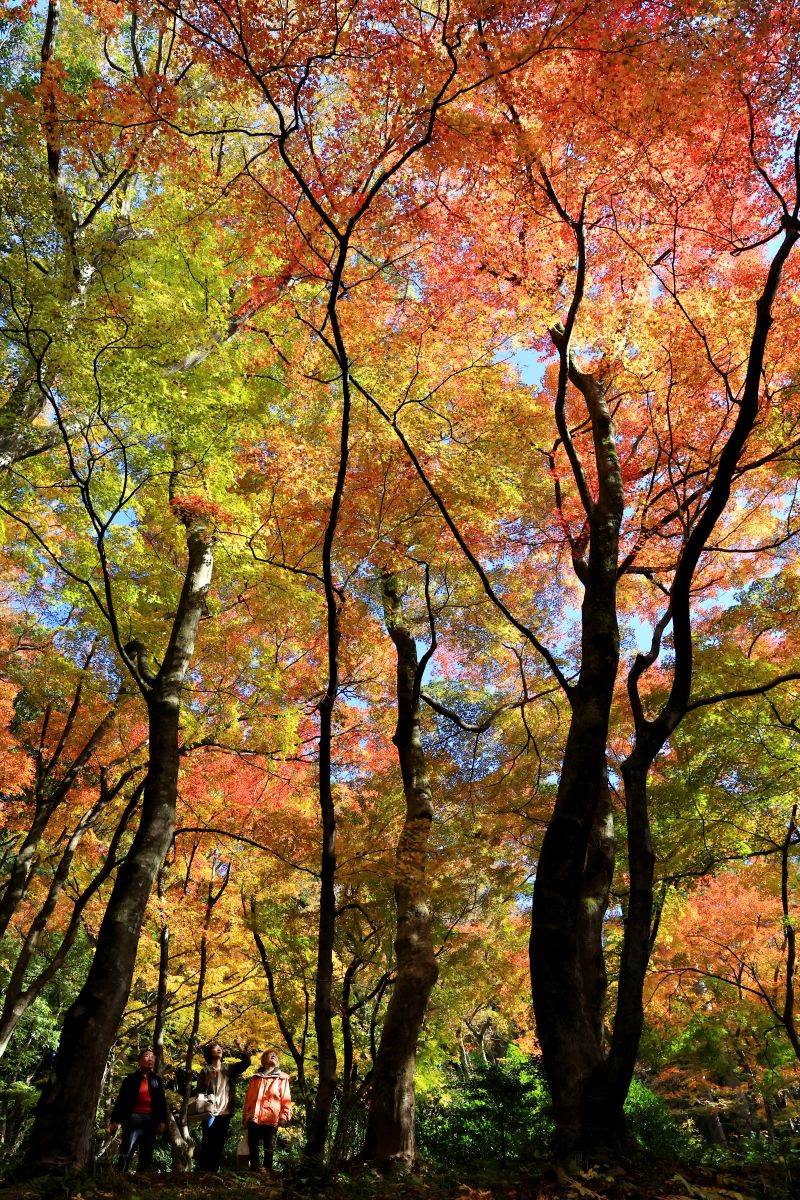 【富山ちょこっと旅】おすすめ紅葉スポット2025｜北日本新聞webunプラス