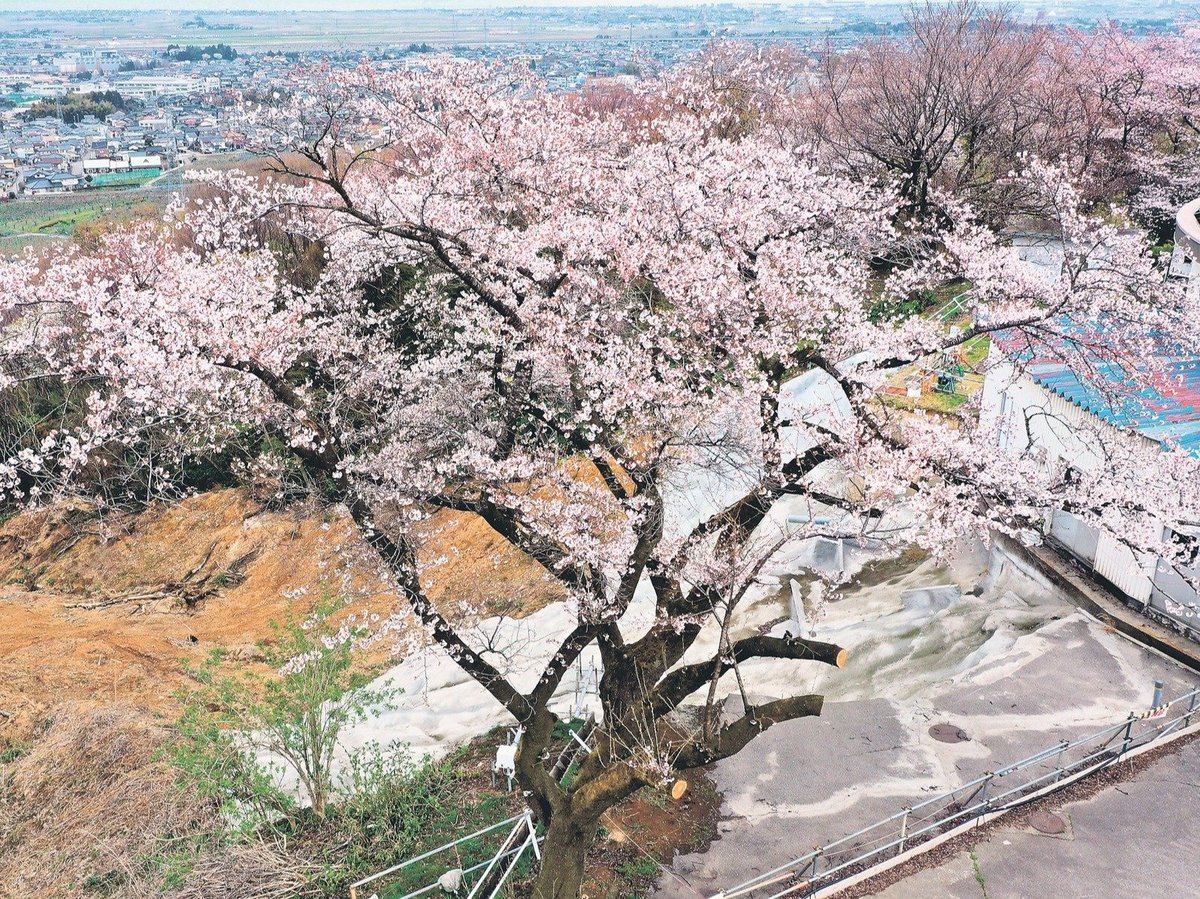 とやまの桜2025富山・呉羽ハイツ／宿の復興、後押し｜北日本新聞webunプラス