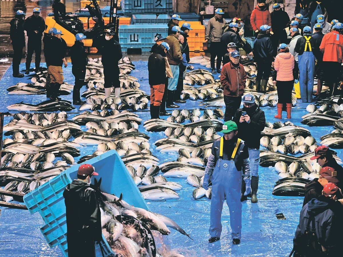 ひみ寒ぶり、過去最速3万本超え（12月13日）｜北日本新聞webunプラス