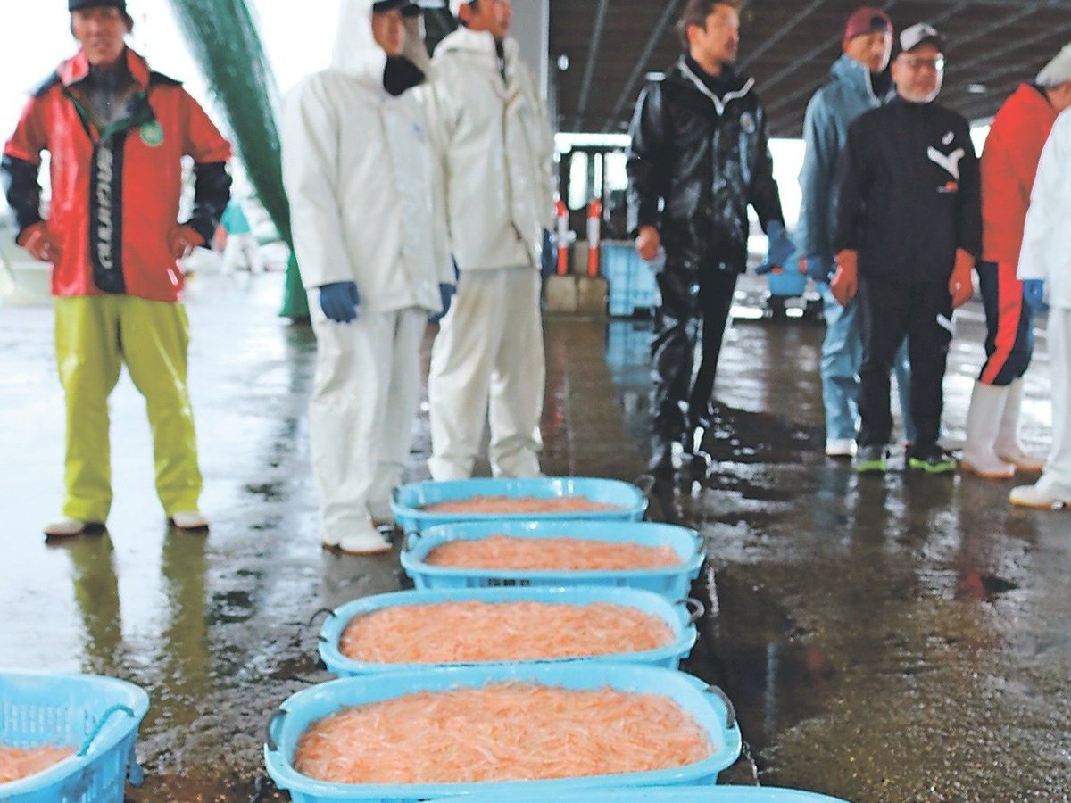 ＜富山湾の異変～シロエビ漁苦境＞上不漁／「全然だめ」漁師ため息 海底地滑り影響か｜北日本新聞webunプラス