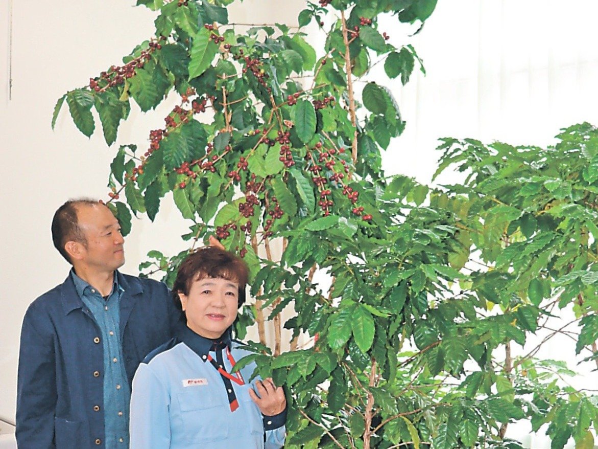 コーヒーの木すくすく 細入郵便局の“人気者”、村杉さん親子が世話｜北日本新聞webunプラス