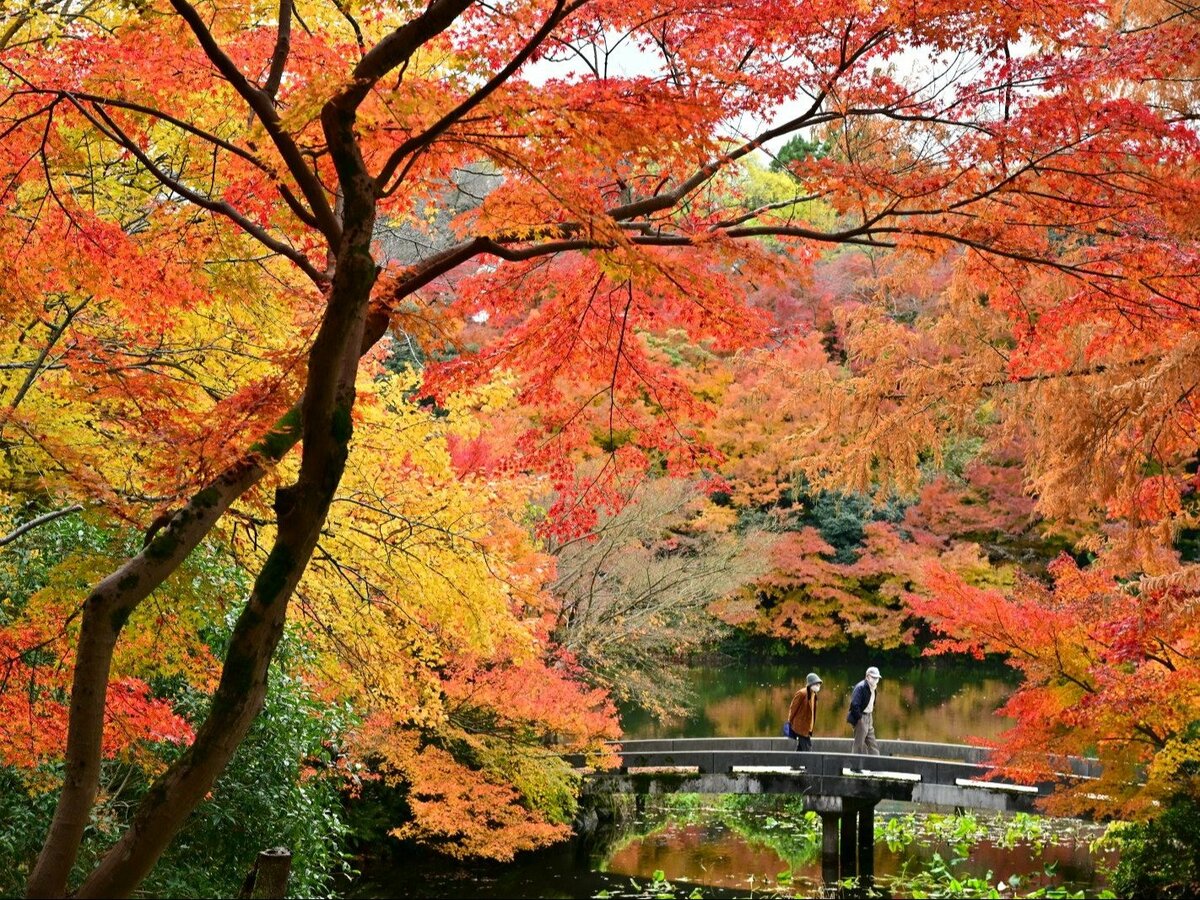 【富山ちょこっと旅】おすすめ紅葉スポット2025｜北日本新聞webunプラス