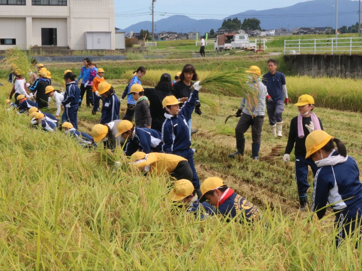実りの秋みんなで実感 黒部・桜井小児童、アクア選手と稲刈り｜北日本新聞webunプラス