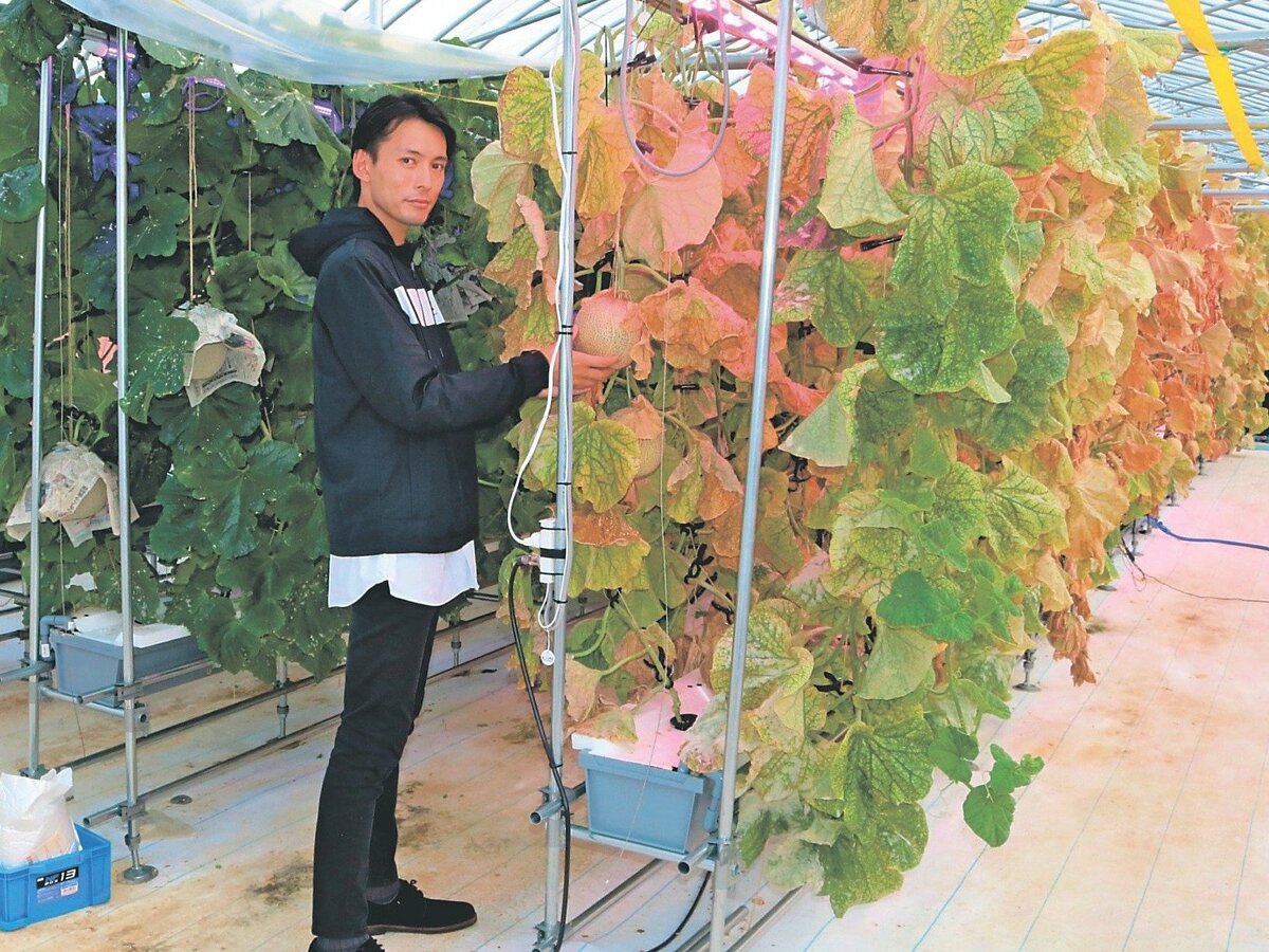 朝日の新ブランドへメロン・レタス特産化 水耕装置開発のPBS、LED使い通年栽培｜北日本新聞webunプラス