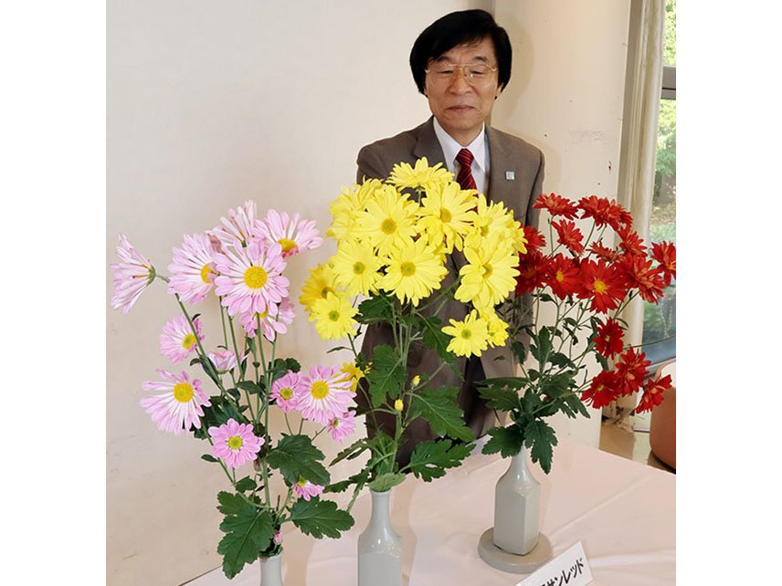 南砺市園芸植物園、花びら特徴のスプレーギク3新品種発表 ｜北日本新聞webunプラス