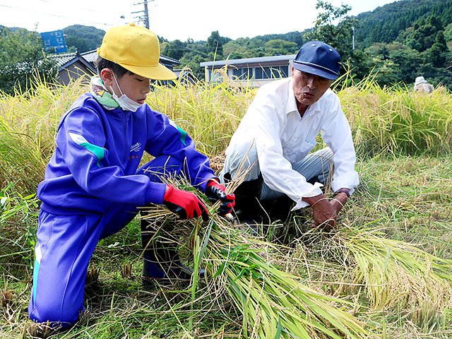 昔ながらの稲刈りやはさ掛け体験 富山・音川小5年生｜北日本新聞webunプラス