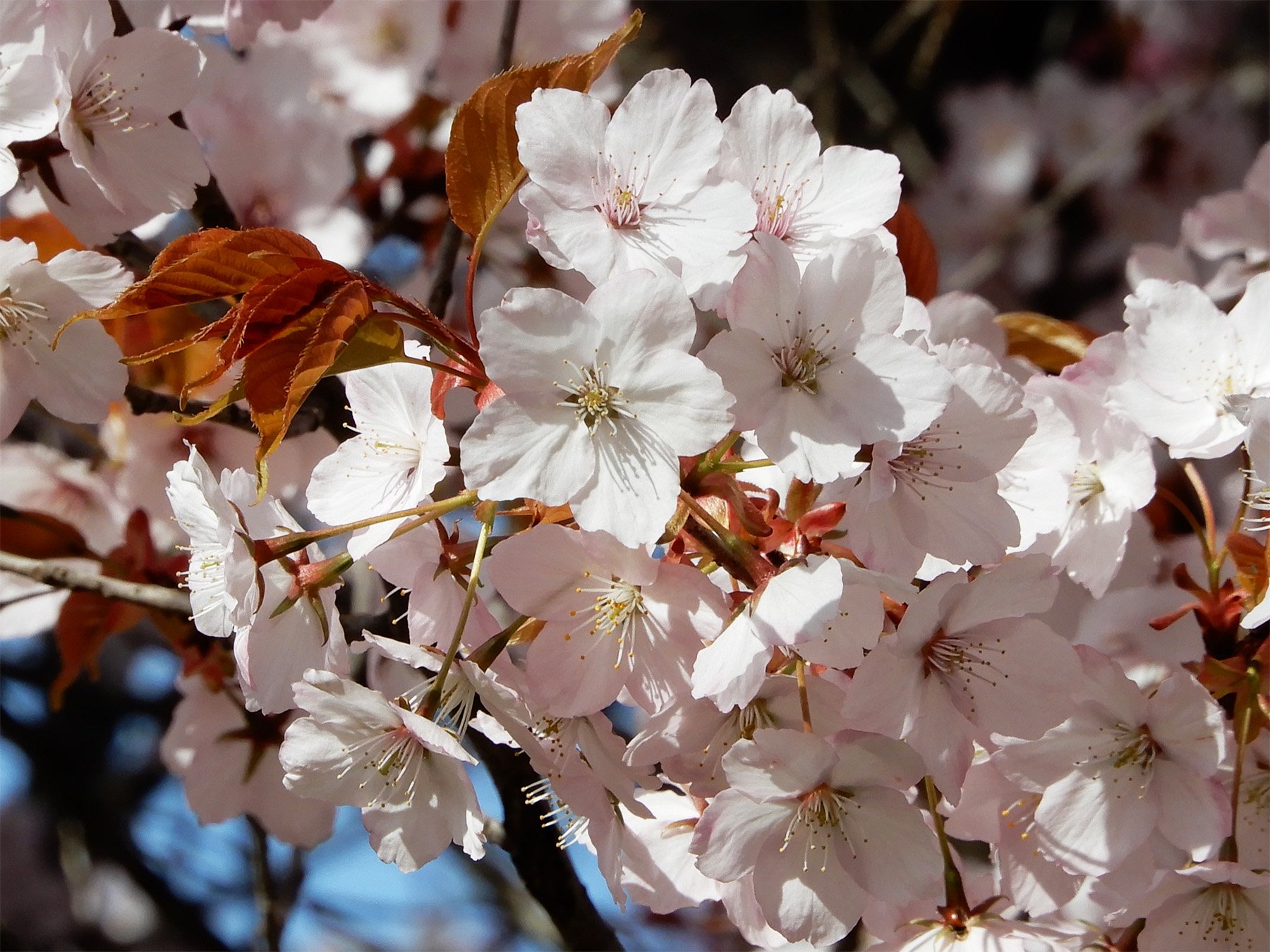 牧野富太郎とサクラ｜北日本新聞webunプラス