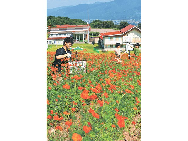 キバナコスモス咲きそろう 南砺のイオックス・スキー場、7日から「謎解きラリー」｜北日本新聞webunプラス