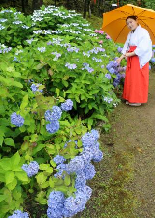 熊野那智大社で「紫陽花祭」｜北日本新聞webunプラス