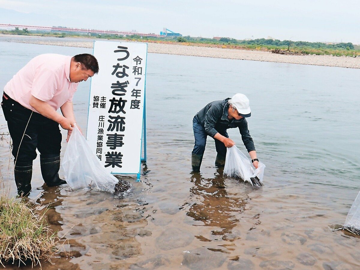 ウナギ稚魚放流 庄川漁協｜北日本新聞webunプラス