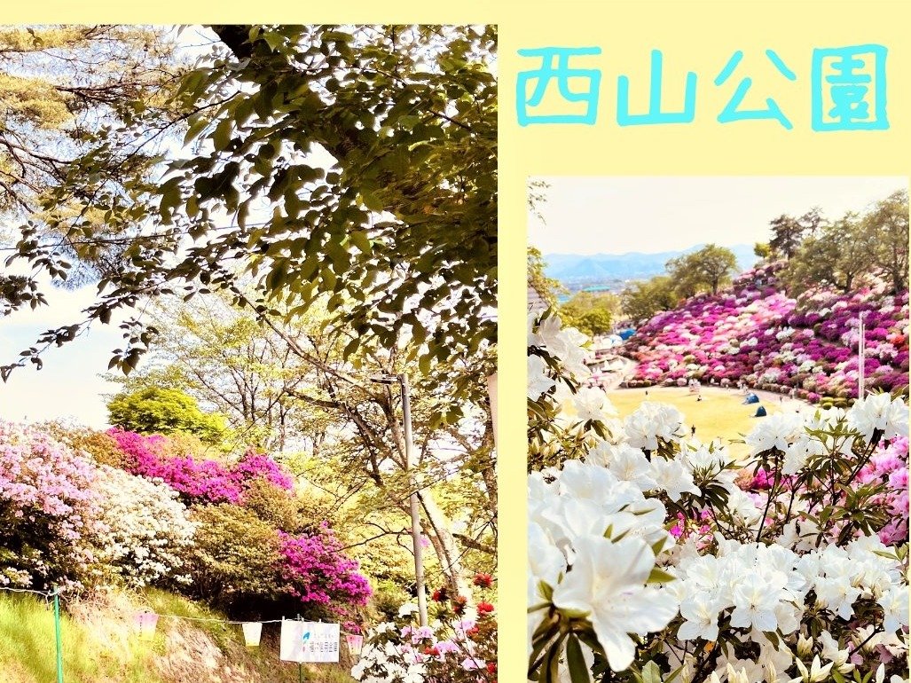 満開のツツジにレッサーパンダも♪福井県の西山公園にGO！ コノコト｜北日本新聞webunプラス